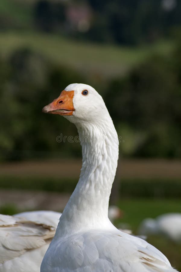Gans stockfoto. Bild von gras, bearbeitung, grün, mast - 44343346