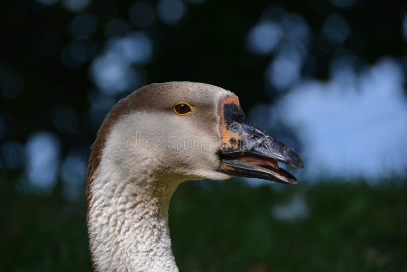 Gans stockfoto. Bild von organismus, wildnis, wiese, geflügel - 75670564