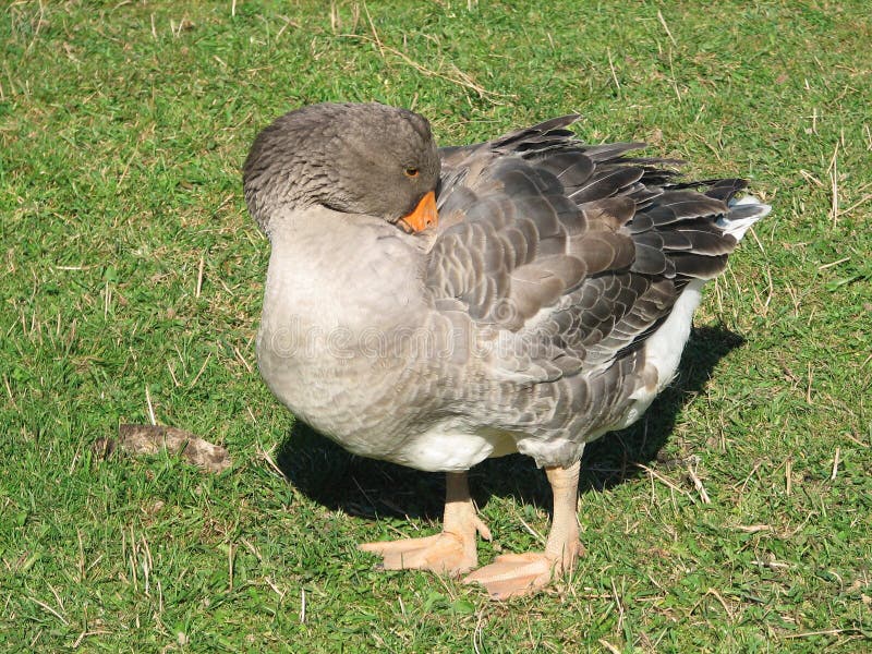 Gans stockfoto. Bild von vögel, gras, wiese, tiere, tier - 100458624