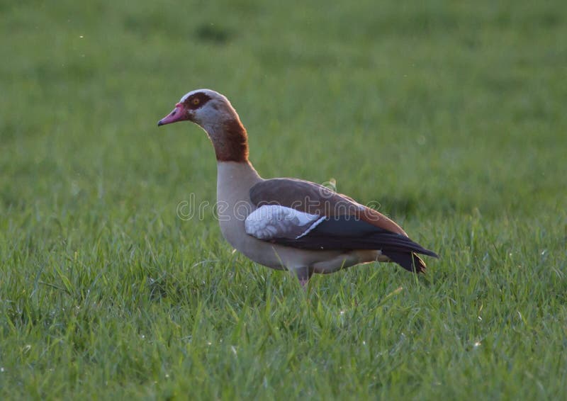 Gans stock afbeelding. Image of vlucht, wild, veer, dier - 81281235