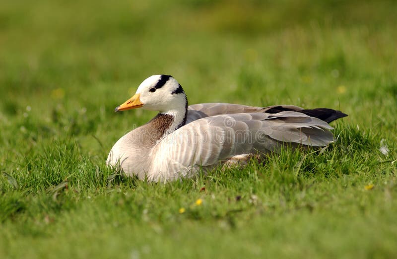 Portrait Stab-ging Gans Voran Stockbild - Bild von gans, gestreift: 3963265