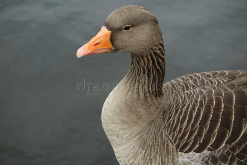 Gans stockbild. Bild von serpentin, london, park, schwarzes - 89829755