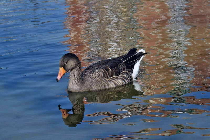 Gans stockbild. Bild von migration, zoologie, gans, wasser - 95918917