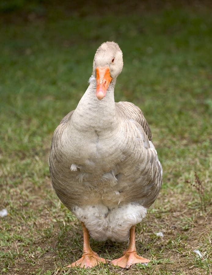 Ganzen stock afbeelding. Image of dier, voedsel, kippen - 1208483