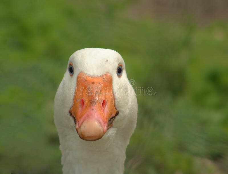Gans-Gesichts-Abschluss Oben Stockbild - Bild von tier, federn: 81031
