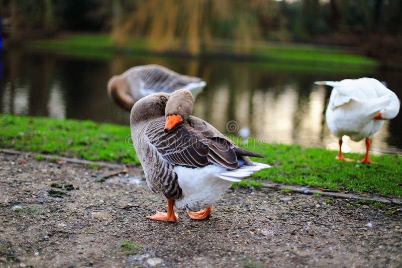 Graue Gans stockfoto. Bild von baum, bild, garten, gans - 64196994