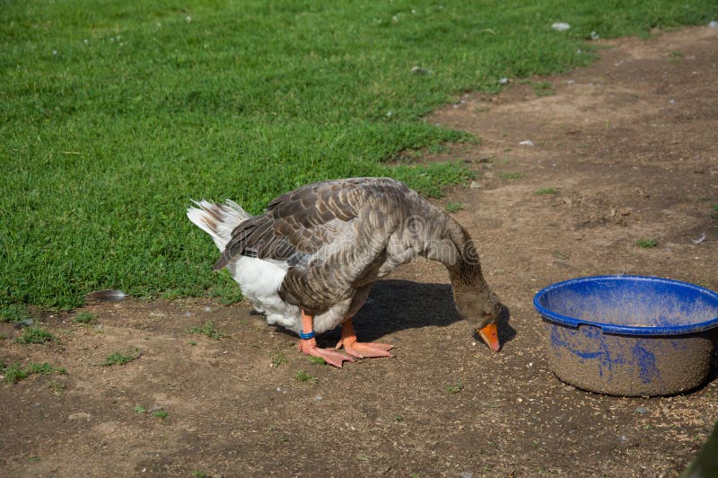 Eine Wei?e Gans Isst Gras Auf Einem Gr?nen Feld Stockfoto - Bild von ...