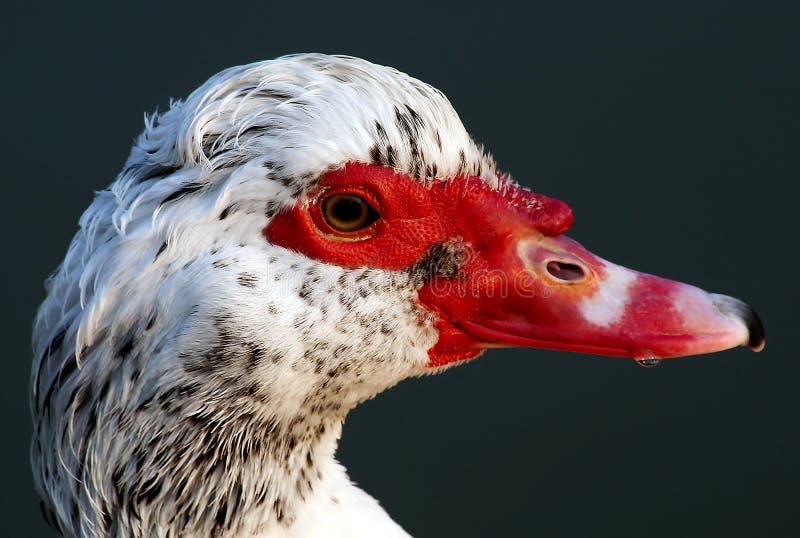 Gans met rode bek stock afbeelding. Afbeelding bestaande uit vleugel ...
