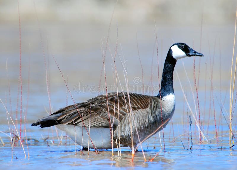 Gans in ondiep water stock afbeelding. Image of dier, veer - 5256709
