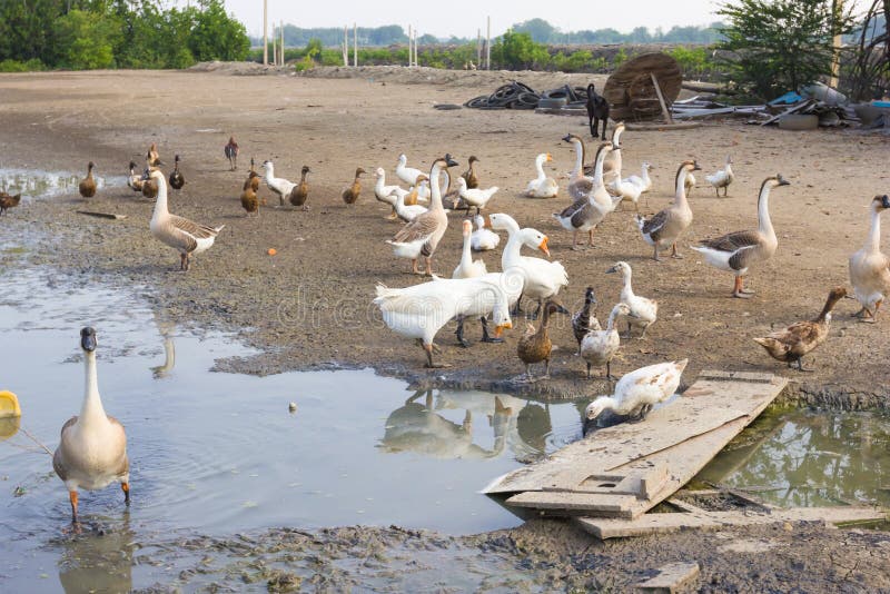 Ente Und Gans Auf Bauernhof Stockbild - Bild von gans, bauernhof: 21673659
