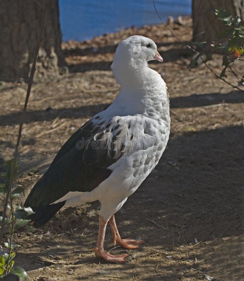 Ganso Andino (melanoptera De Chloephaga) Foto de archivo - Imagen de ...