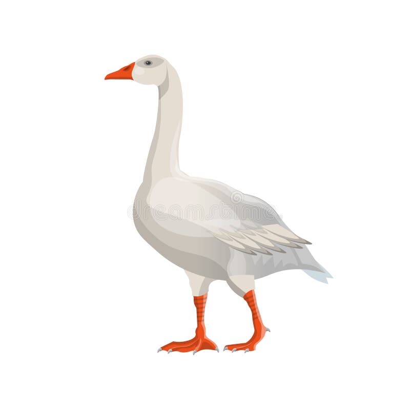 Ganso blanco que camina ilustración del vector. Ilustración de pico ...