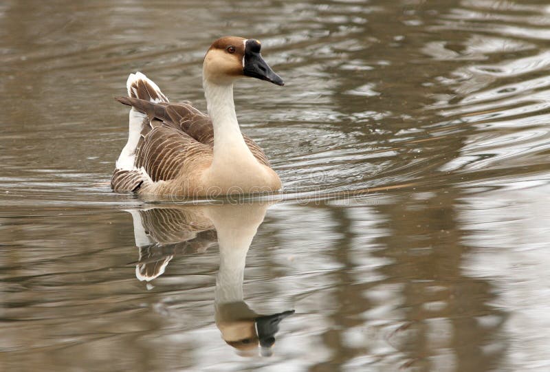 Ganso chino foto de archivo. Imagen de chino, canadiense - 13537874