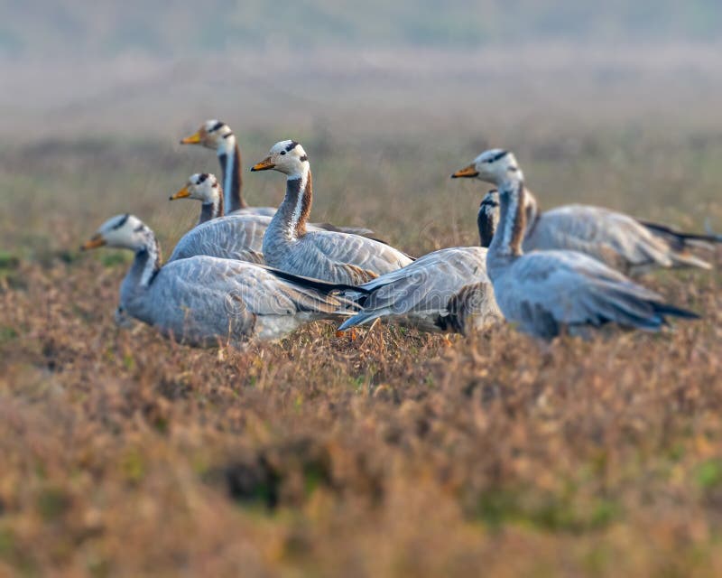 Ganso con cabeza de barra foto de archivo. Imagen de cuenta - 271435100