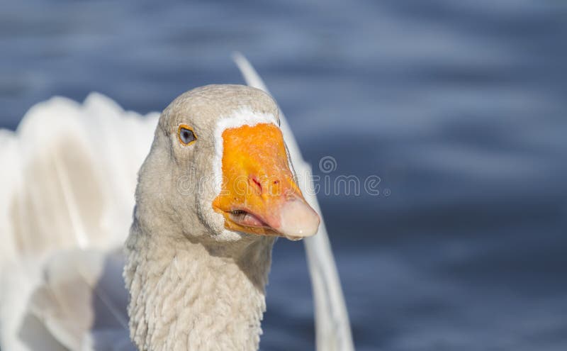 Ganso de Embden imagem de stock. Imagem de ornitologia - 34194667