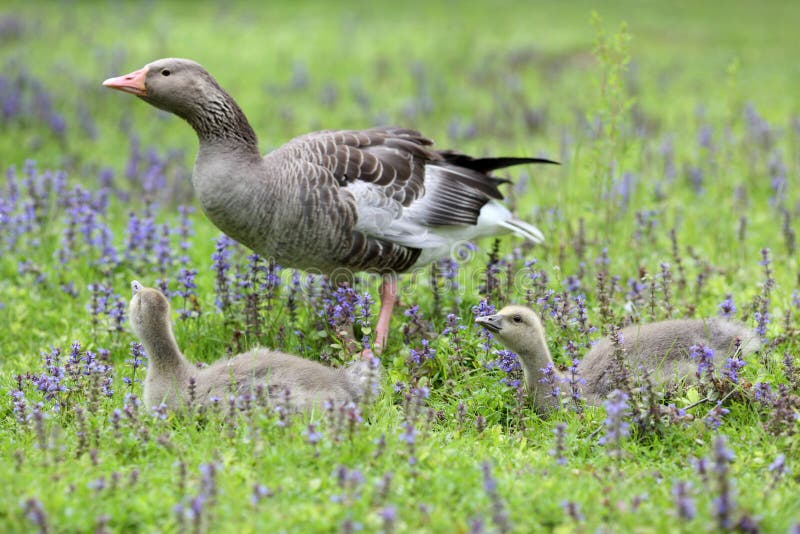 Ganso De Ganso Silvestre Y Ansarón Foto de archivo - Imagen de bebé ...
