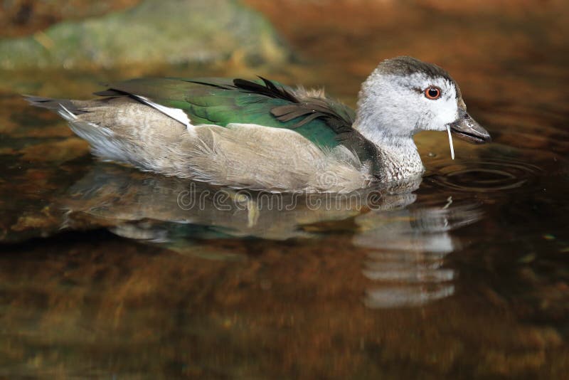 Ganso enano indio imagen de archivo. Imagen de adulto - 106989757