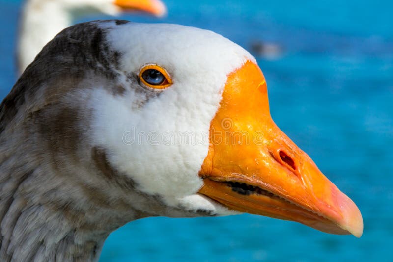 Ganso Eyed azul foto de stock. Imagem de calmo, fofofo - 45733728