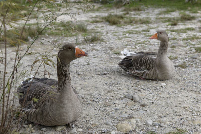 Ganso na praia imagem de stock. Imagem de bico, gansos - 129149755