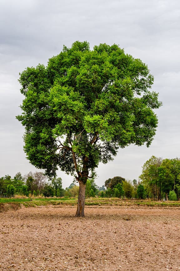Gant Tree in Storm stock photo. Image of lawn, land, field - 69032892
