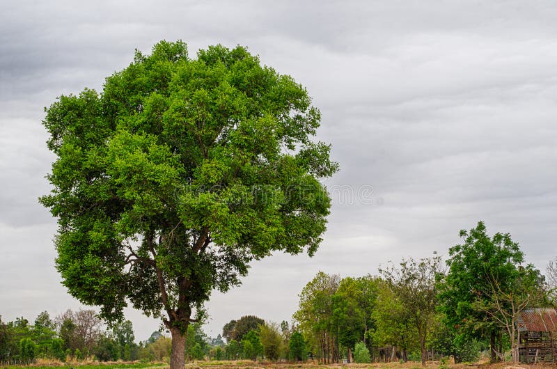 Gant Tree in Storm stock image. Image of blue, country - 69032977