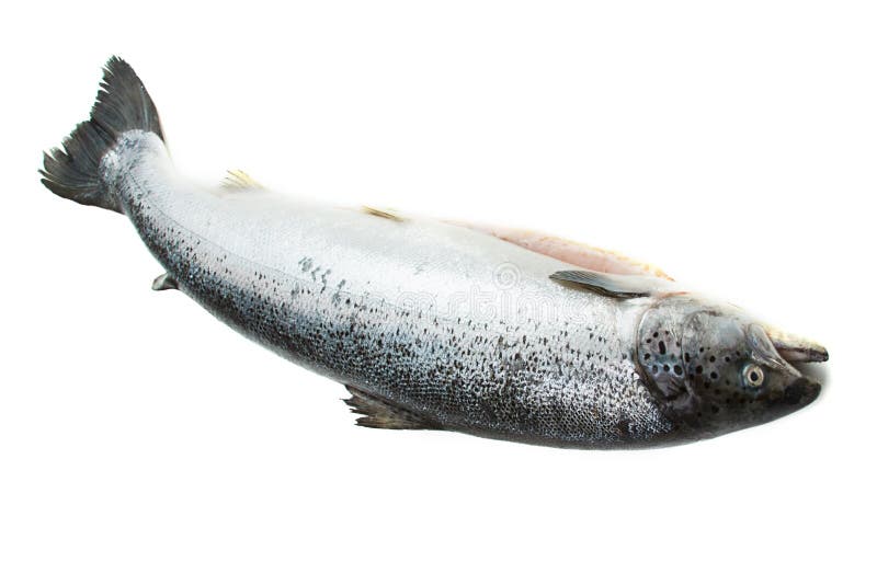 Atlantische Lachse stockfoto. Bild von fische, hoch, nahrhaft - 28467734