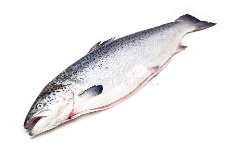 Ganze Lachsfische stockbild. Bild von schnitt, glanz - 108310337