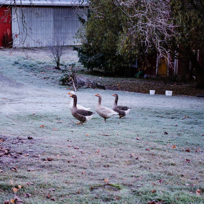 Ganzen stock afbeelding. Image of landbouwbedrijf, noords - 45858957