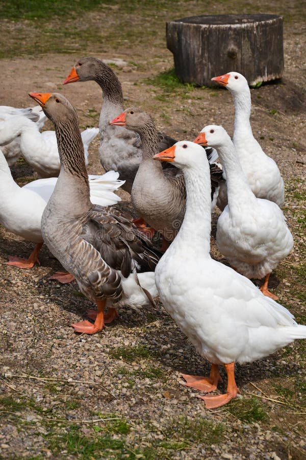 Ganzen stock afbeelding. Image of voedsel, gras, veestal - 53836209