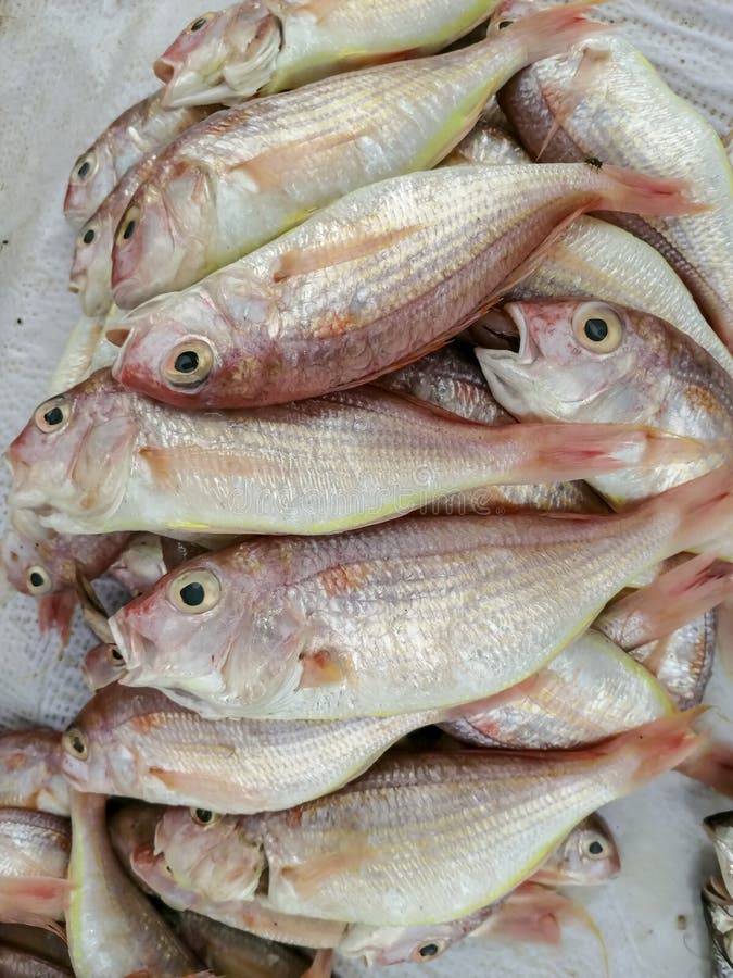Gaot Fish .Guli Vindalu Fish in Telugu Language Stock Photo - Image of ...