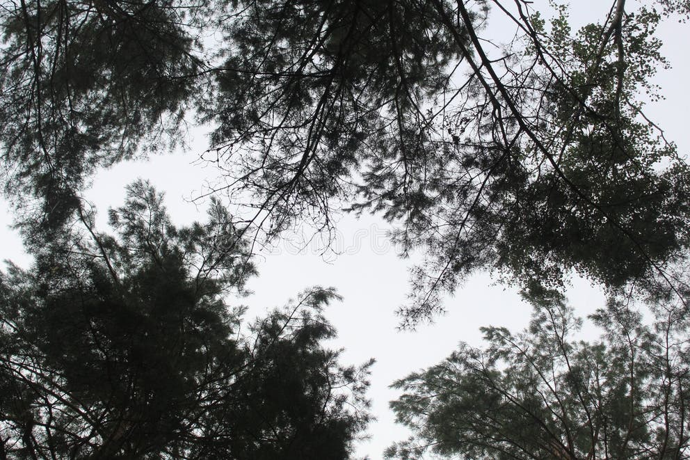 The Gap between the Branches of Trees in the Forest, Park, View from ...