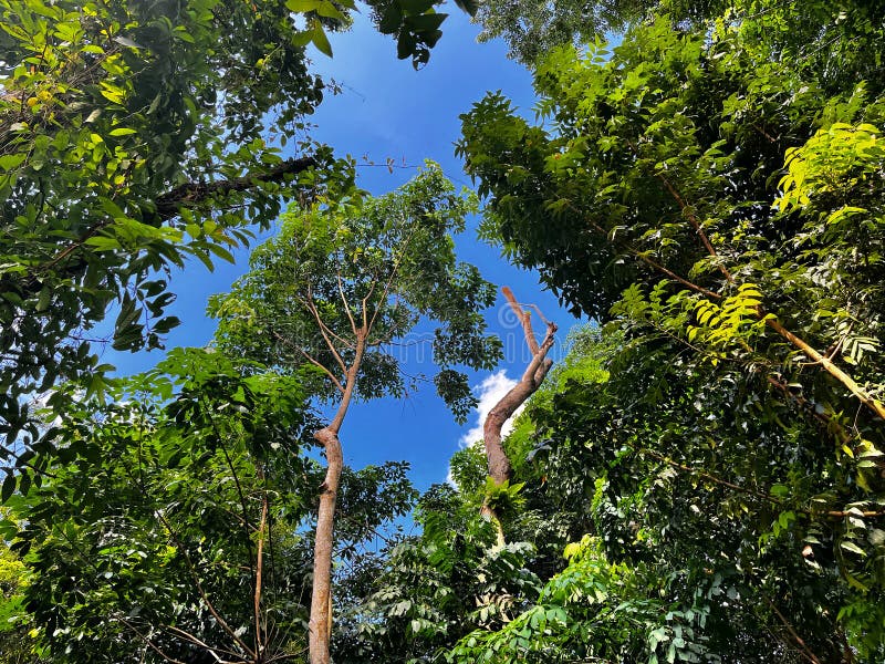 Gap in Canopy of Secondary Rainforest Stock Photo - Image of green ...