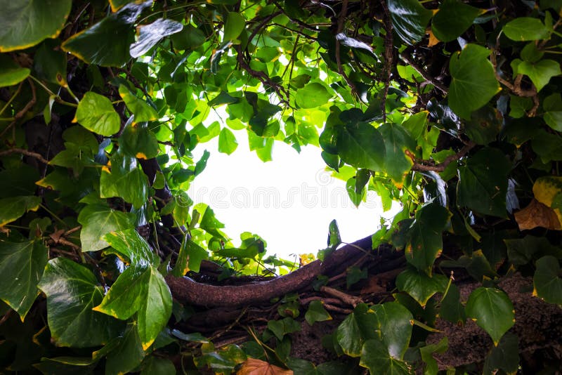 Gap or Hole between the Branches of a Tree Allowing the Sky To Be Seen ...