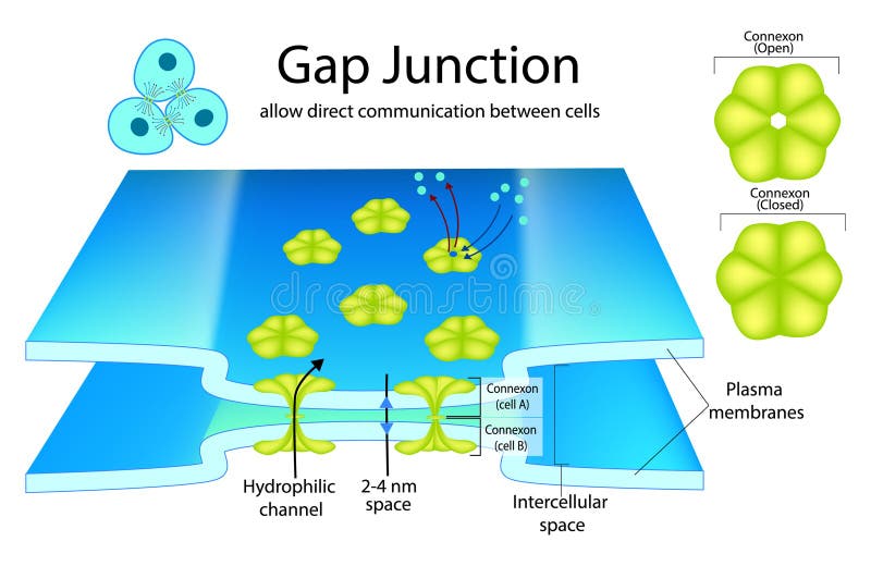Gap Junction Allow Direct Communication between Cells. the Image Shows ...