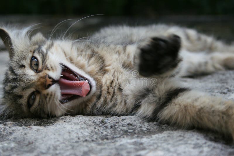 Gaping cat stock image. Image of attractive, gaping, nice - 374735