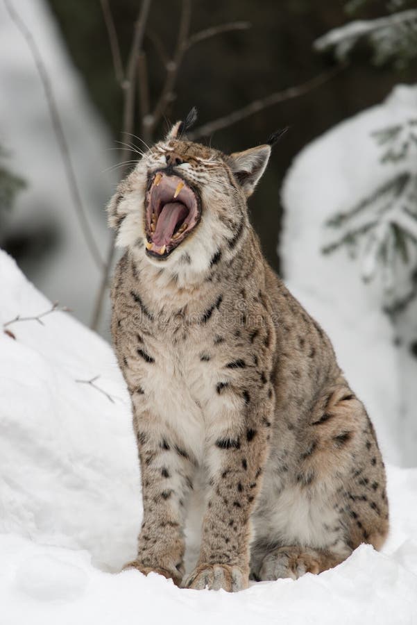 Eurasian lynx stock image. Image of snow, yawn, felis - 30000789