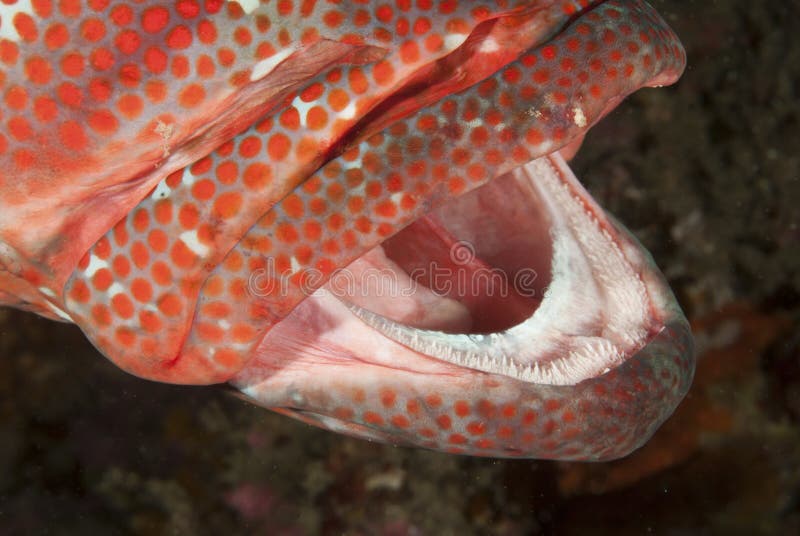 210 Cod Mouth Open Stock Photos - Free & Royalty-Free Stock Photos from ...