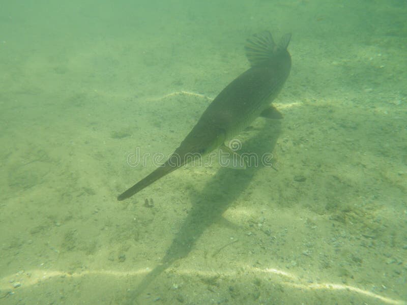 Gar fish stock image. Image of foot, close, fish - 44718019