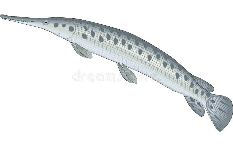 Gar Fish Illustration vektor illustrationer. Illustration av vatten ...