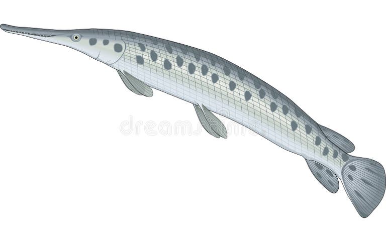 Gar Fish Stock Illustrations – 67 Gar Fish Stock Illustrations, Vectors ...