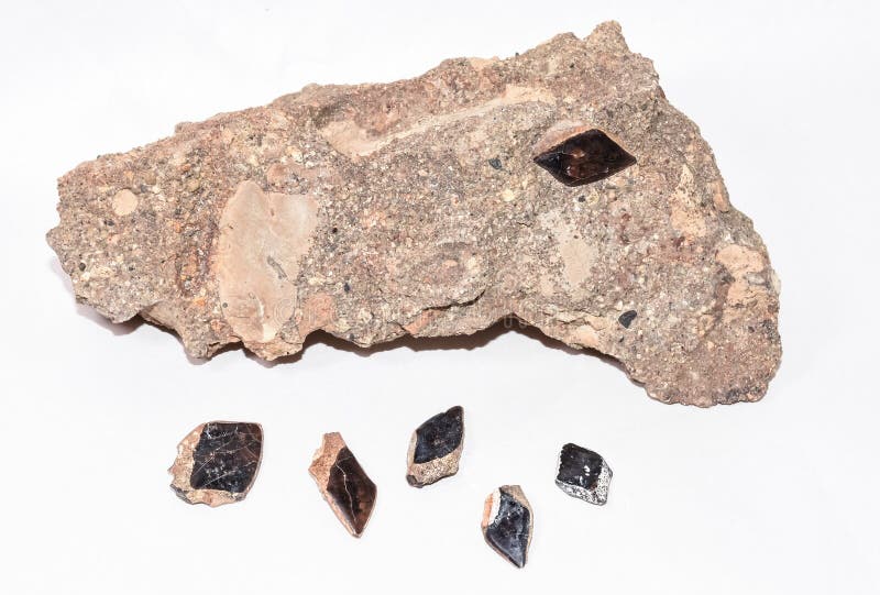 Gar Fish Scales Fossilized in Sandstone Stock Image - Image of scales ...