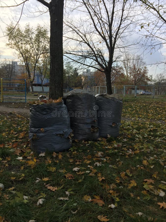 Garbage Bags with Autumn Foliage Near a Tree. Stock Image - Image of ...