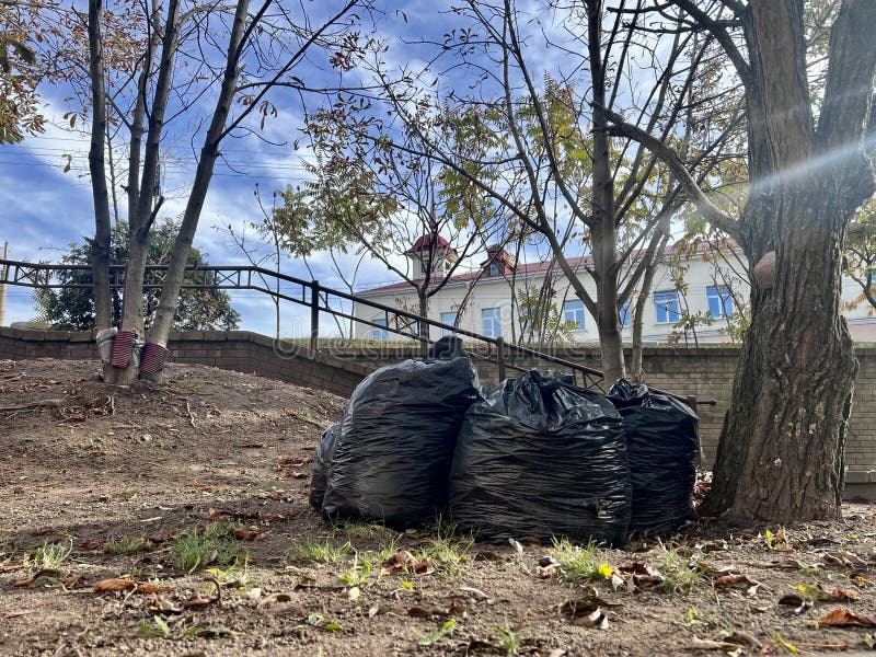 Garbage Bags Near a Tree with Humus of Fallen Leaves Stock Photo ...