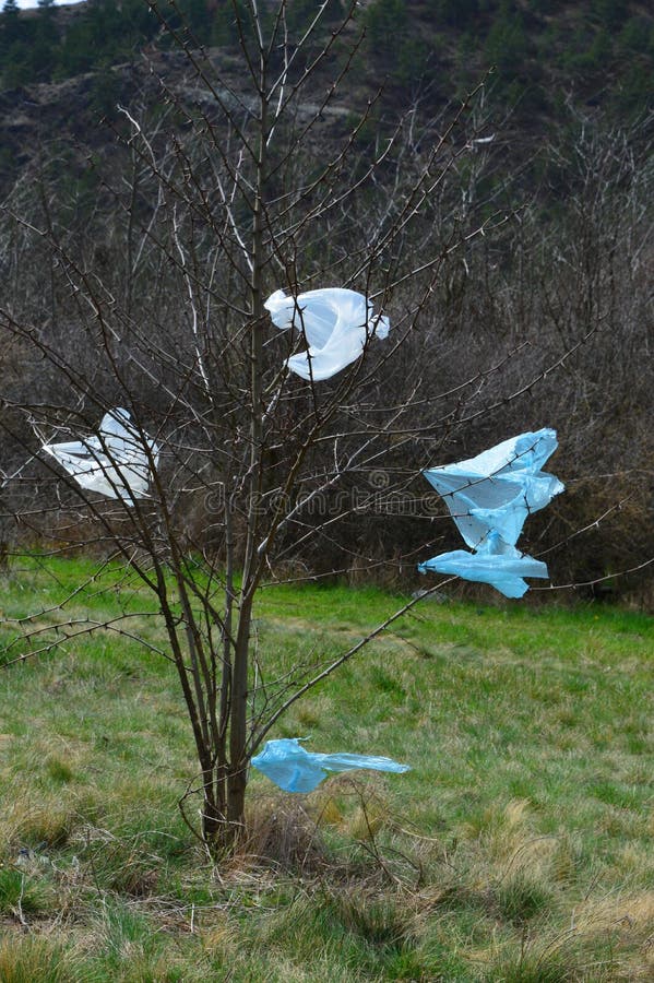 Garbage on Branches of Wood Stock Photo - Image of branches, tree ...