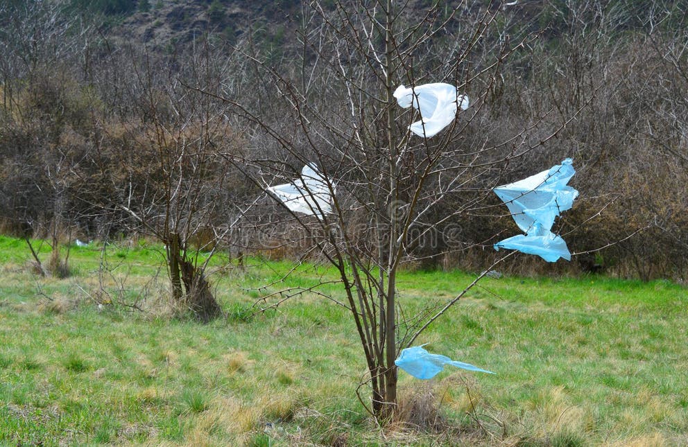 Garbage on Branches of Wood Stock Image - Image of nature, spring ...