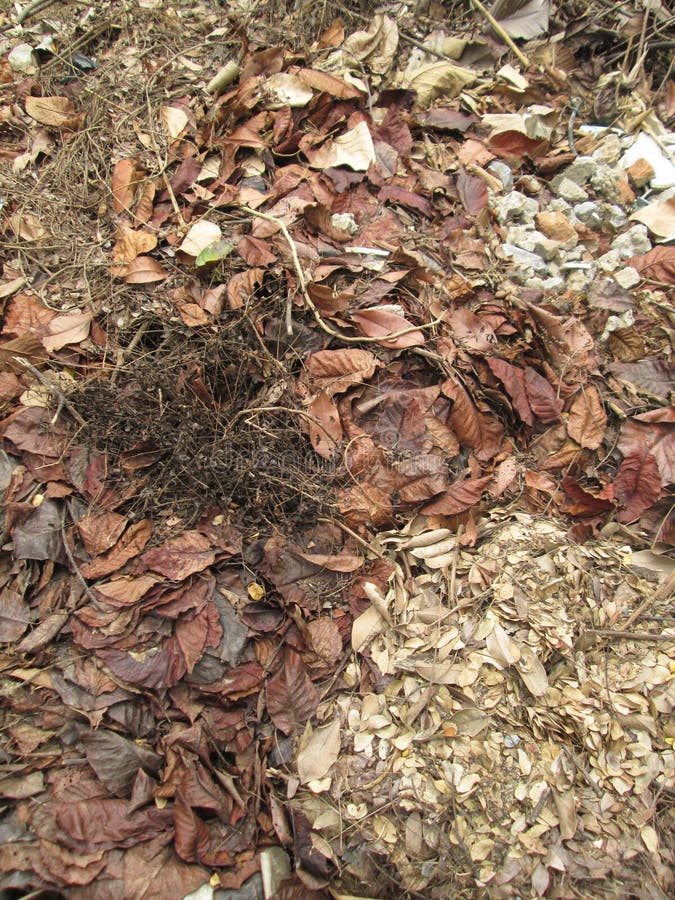 Garbage dry leaves stock photo. Image of garbage, forest - 64267678