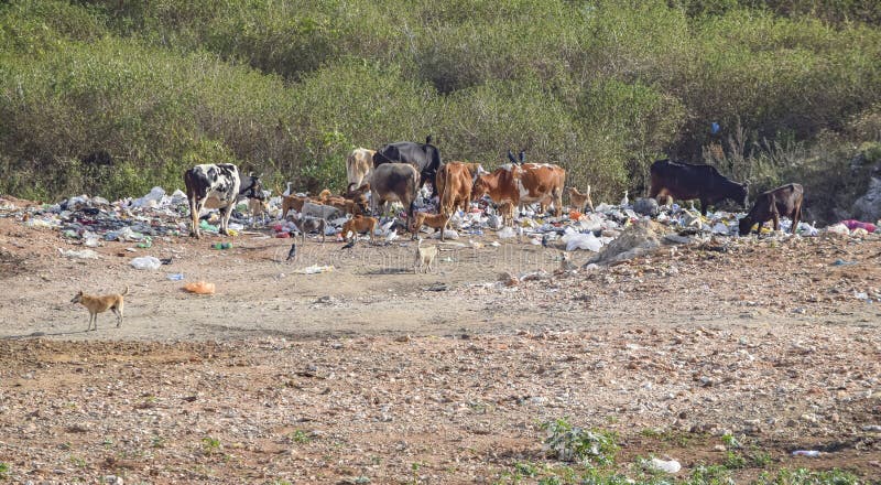 Garbage dump and animals stock image. Image of unsorted - 144463579