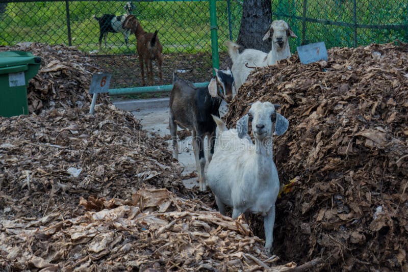 Goats Rubbish Stock Photos - Free & Royalty-Free Stock Photos from ...