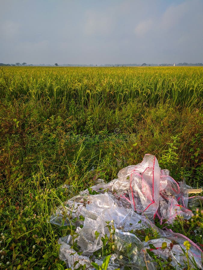 Garbage on the Edge of Rice Field Stock Photo - Image of edge, ecology ...