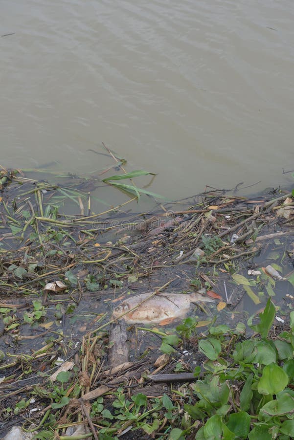 Garbage Floating in River, Water Pollution. Ecological Problem ...